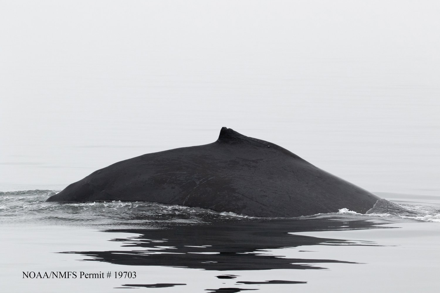 Speaking to Humpbacks in Their Language – LaserSETI